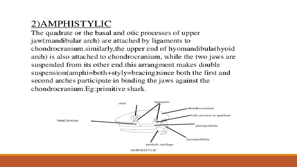 JAW SUSPENSION IN VERTEBRATES 4 METHYOSTYLIC The upper