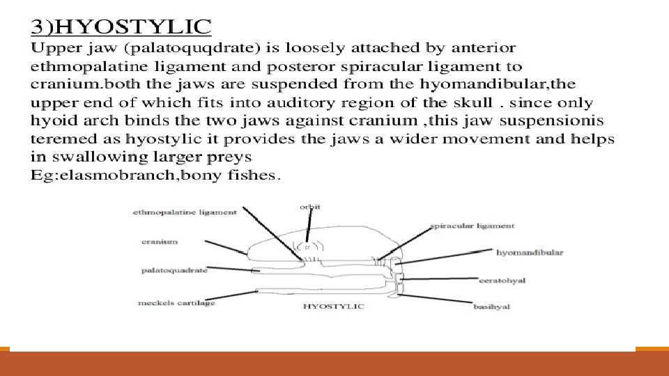 JAW SUSPENSION IN VERTEBRATES 4 METHYOSTYLIC The upper