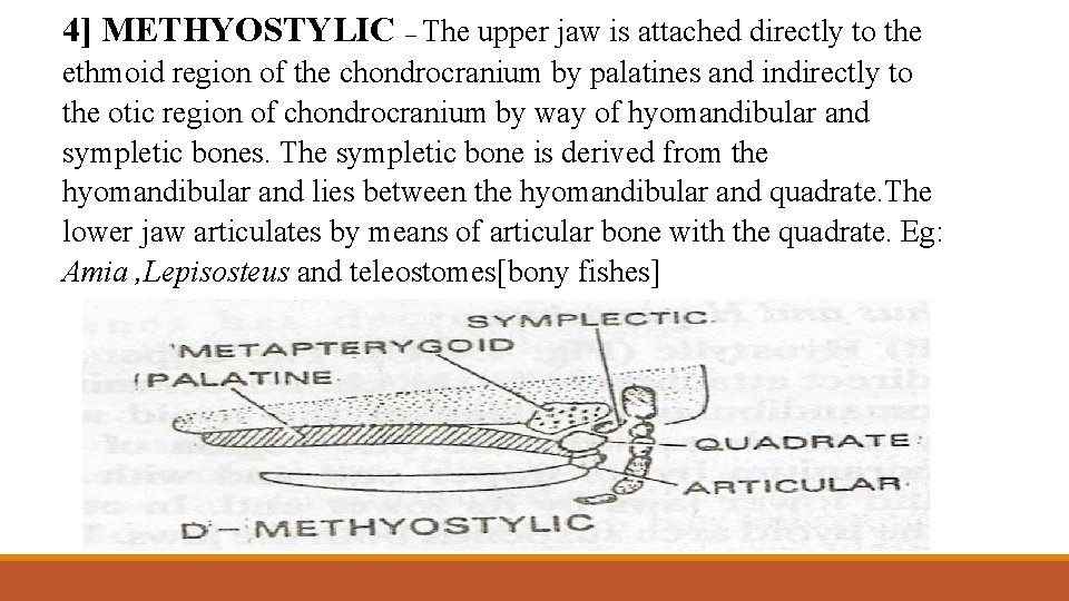 JAW SUSPENSION IN VERTEBRATES 4 METHYOSTYLIC The upper