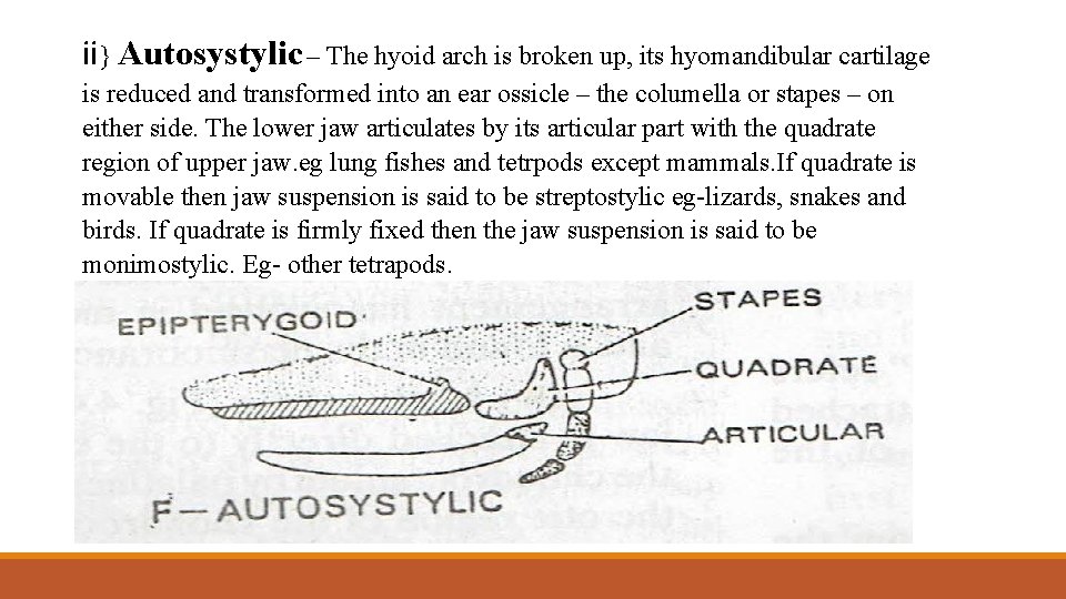 JAW SUSPENSION IN VERTEBRATES 4 METHYOSTYLIC The upper