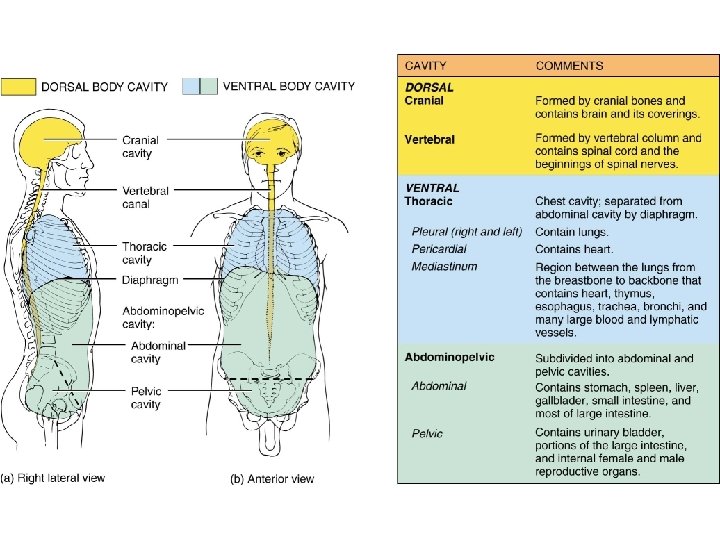 Common Regional Names Clinical terminology based on a