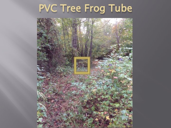 Brief Introduction to Flora and Fauna of Anderson