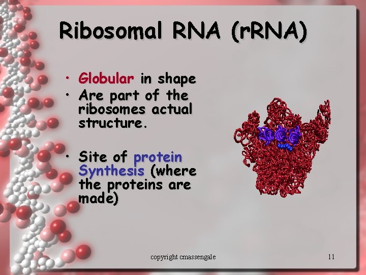 PROTEIN SYNTHESIS copyright cmassengale 1 Protein Synthesis DNA