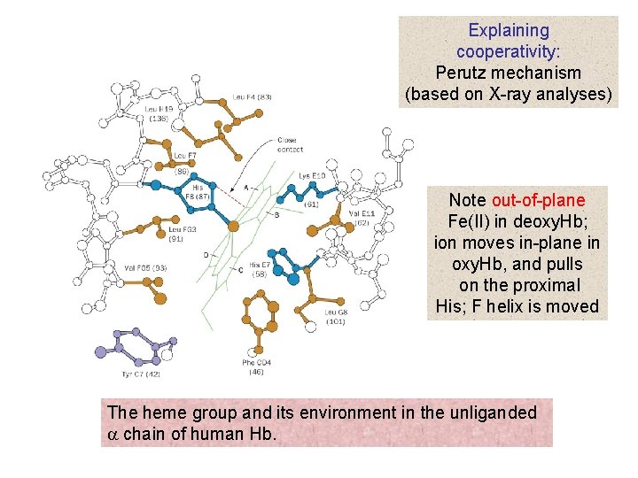 The heme group The visible absorption spectra of