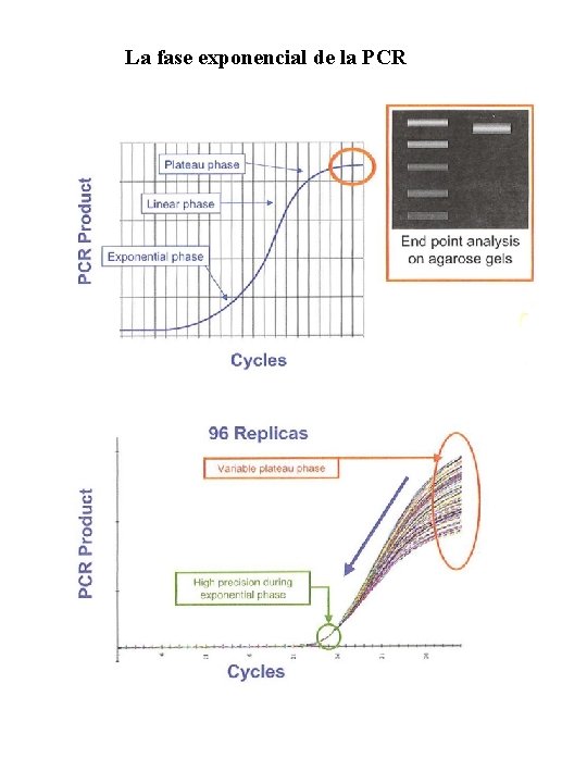 PCR a tiempo real Seccin de Biologa Molecular