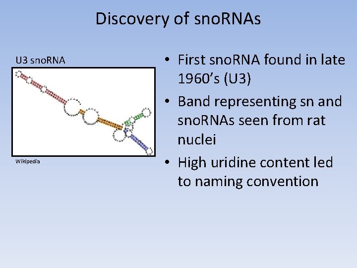 Small Nucleolar RNA Megan Salt BMS 265 Macromolecules