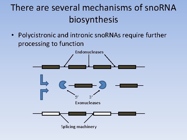 Small Nucleolar RNA Megan Salt BMS 265 Macromolecules