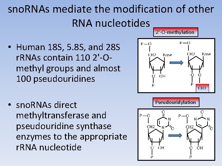 Small Nucleolar RNA Megan Salt BMS 265 Macromolecules