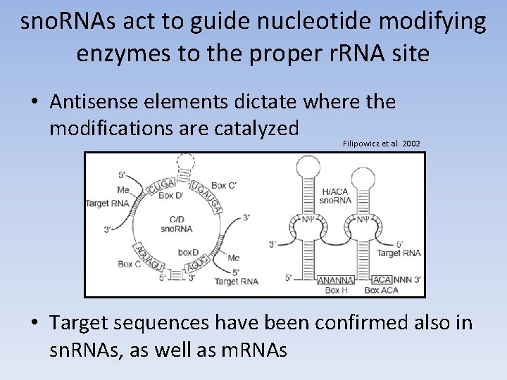 Small Nucleolar RNA Megan Salt BMS 265 Macromolecules