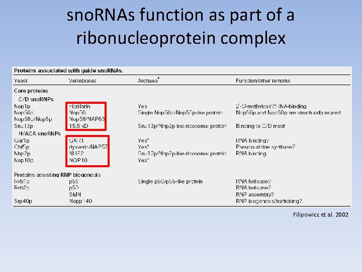 Small Nucleolar RNA Megan Salt BMS 265 Macromolecules
