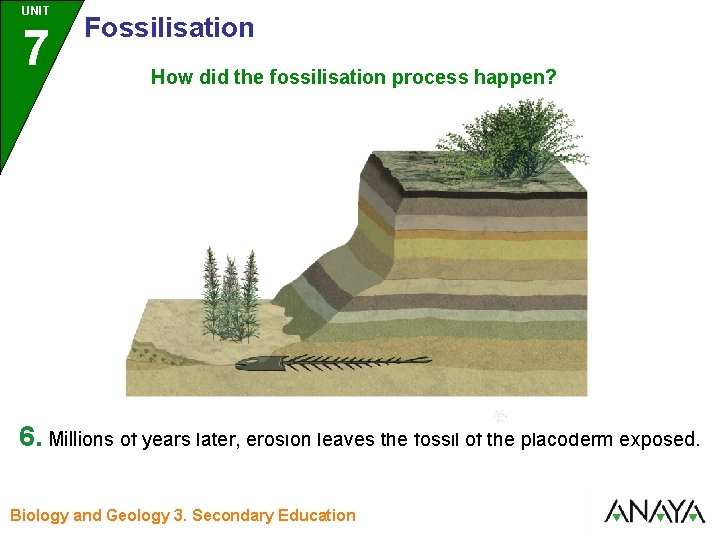 UNIT 7 Energy changes the Earth FOSSILISATION Biology