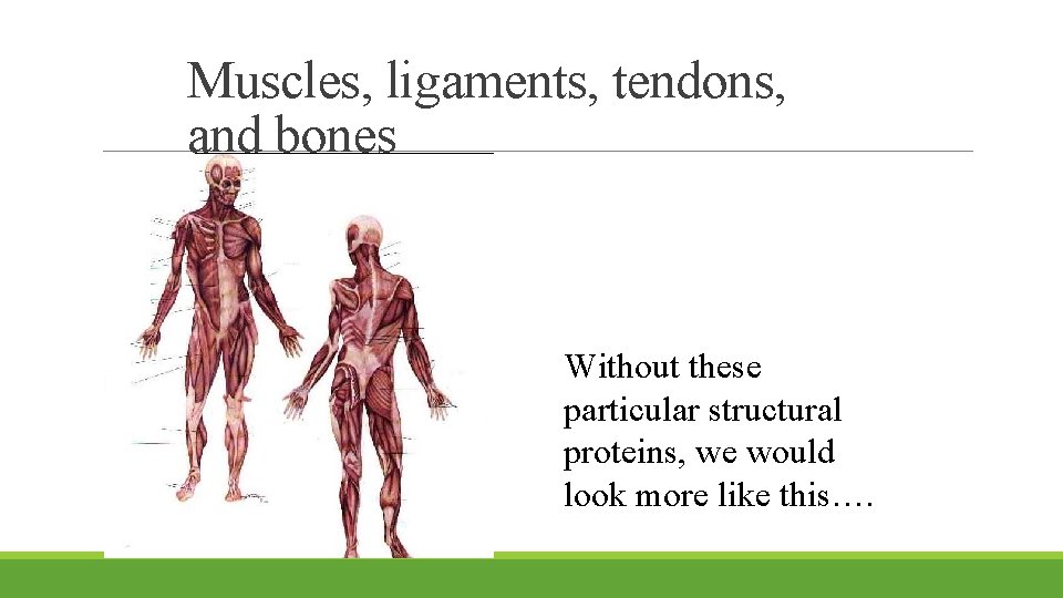 Macromolecules Part 2 PROTEINS NUCLEIC ACIDS AND WRAP