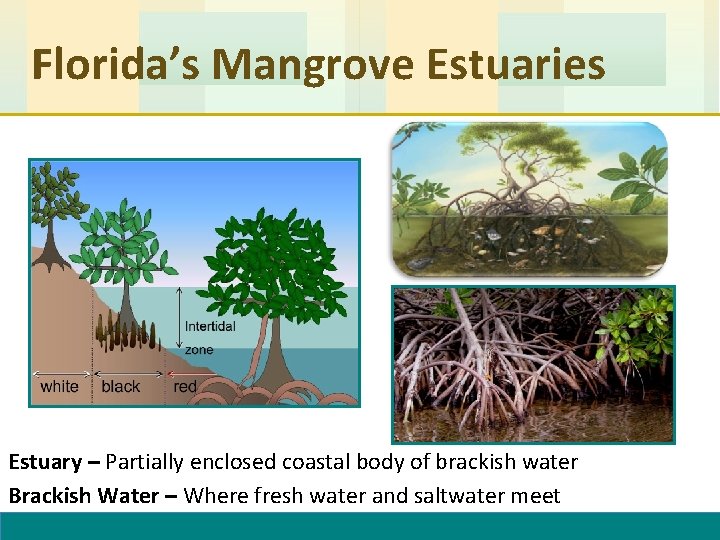 Estuaries Florida Mangroves Materials in this Power Point