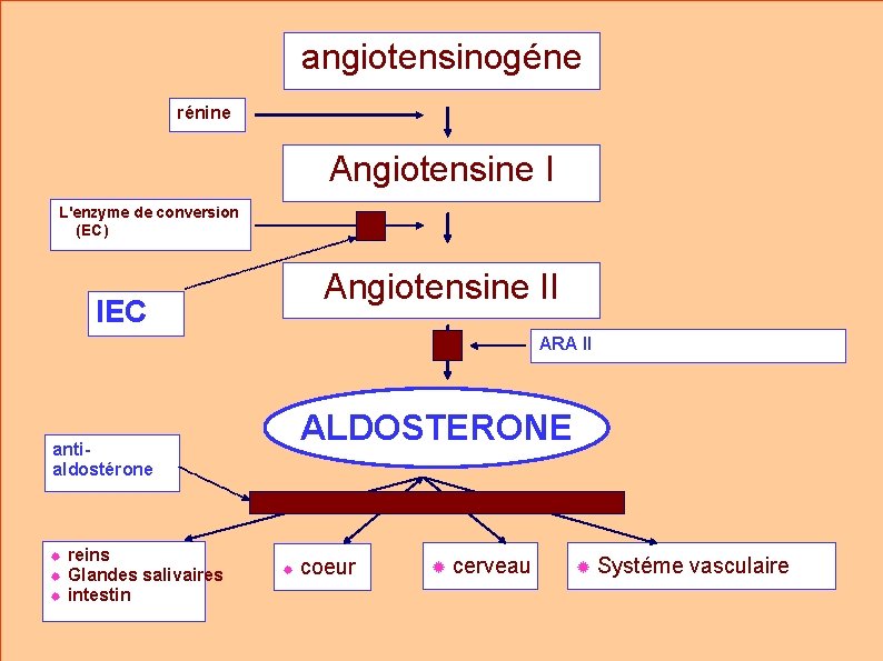 Pathologie des surrnales Dr Agnieszka Smagala EndocrinologueDiabtologue ...