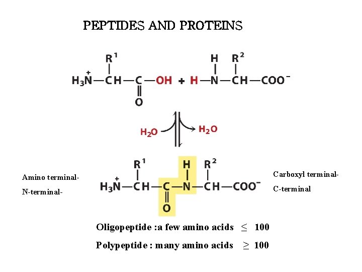 CLASSIFICATION OF PROTEINS Functions impotance of Proteins Type