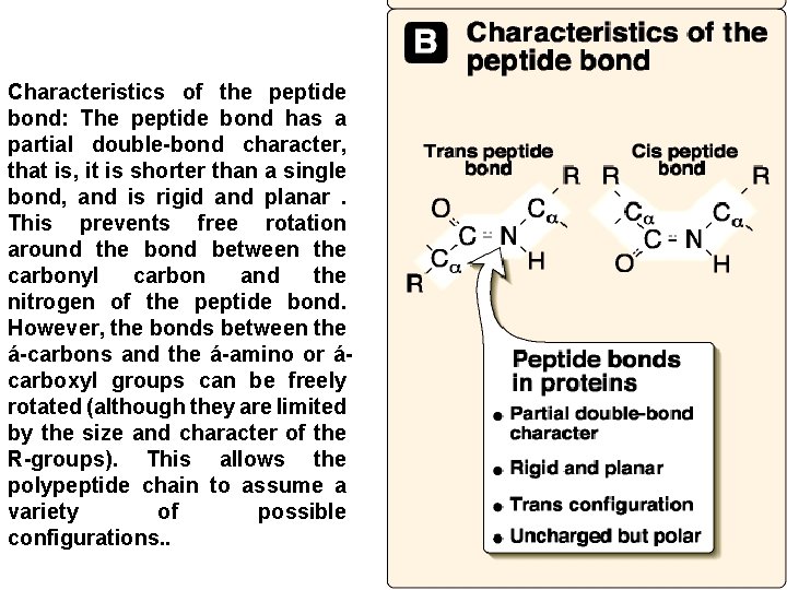 CLASSIFICATION OF PROTEINS Functions impotance of Proteins Type
