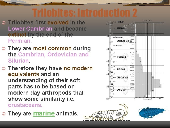 Trilobites For all the fossil groups that we