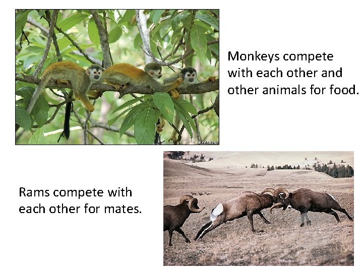 Organism Interactions Adapted from kisdwebs katyisd orgcampusesKHS ...