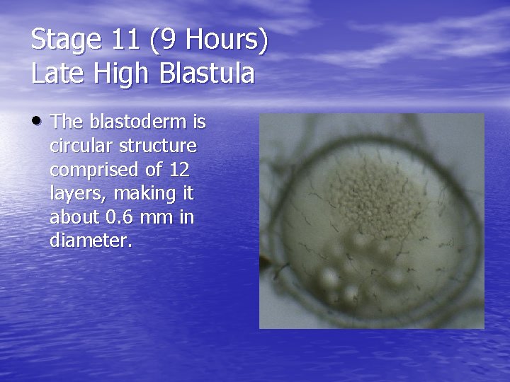 Japanese Medaka Mitotic Images Embryonic Development Stage 10