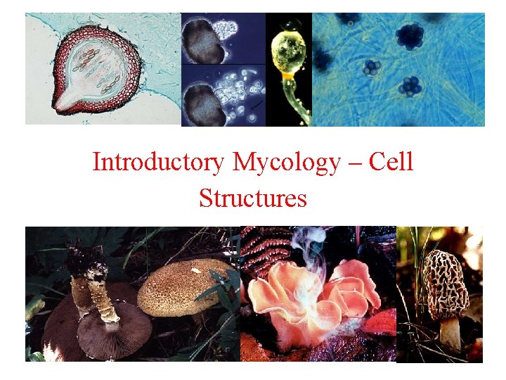 Introductory Mycology Cell Structures What are fungi Eukaryotic