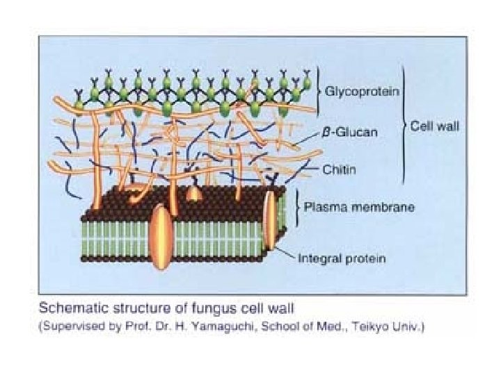 Introductory Mycology Cell Structures What are fungi Eukaryotic
