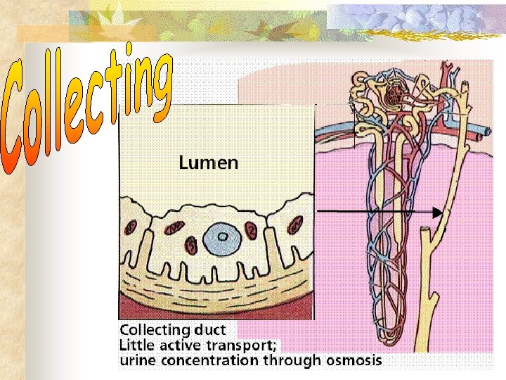 Importance of Homeostasis in Mammals metabolic reactions are