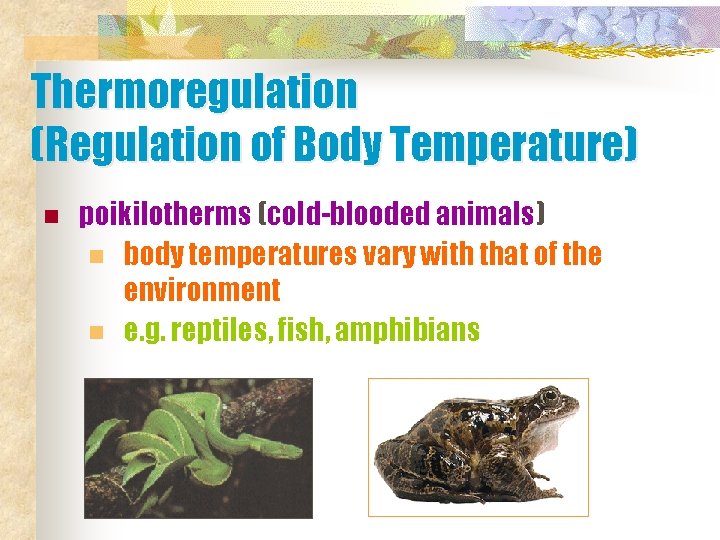 Importance of Homeostasis in Mammals metabolic reactions are