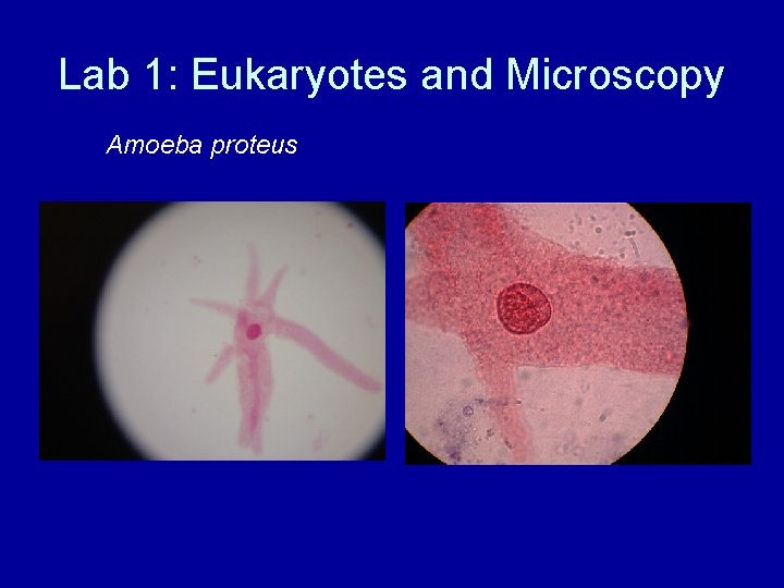 Microbiology Practical I The following slides were contributed