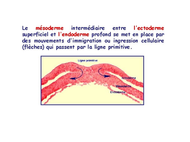 La reproduction sexue est assure par des mcanismes