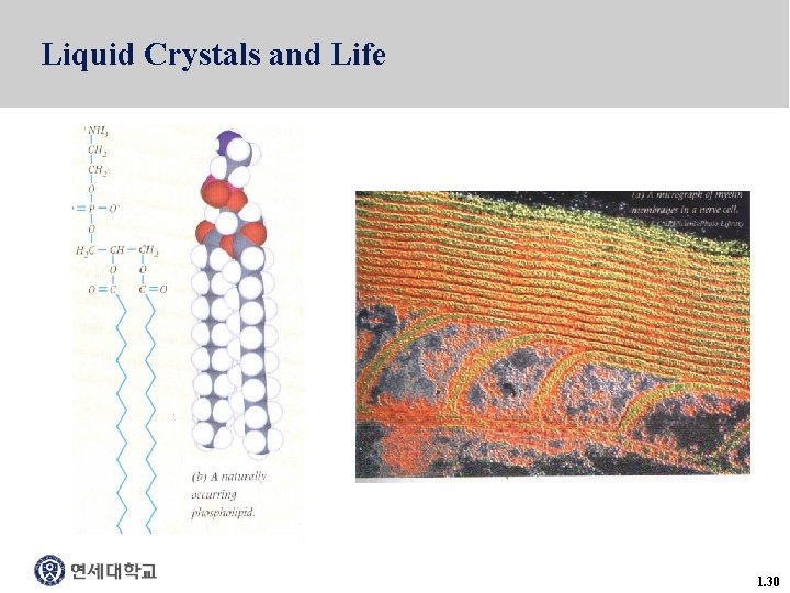 The World of Liquid Crystal Department of Chemistry