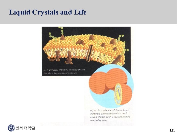 The World of Liquid Crystal Department of Chemistry
