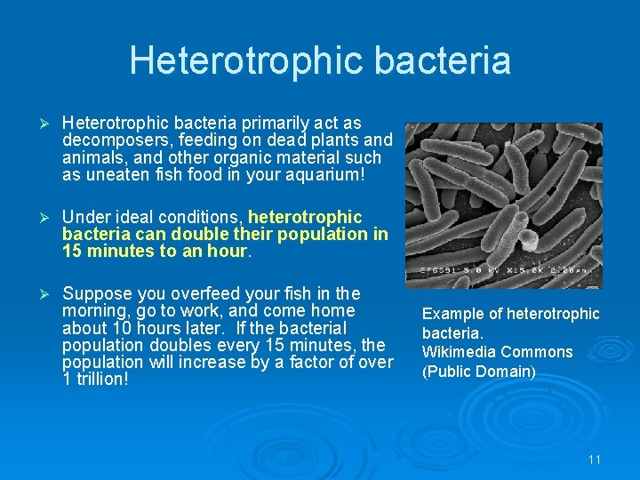 Understanding Aquarium Filtration Adapted from an article by