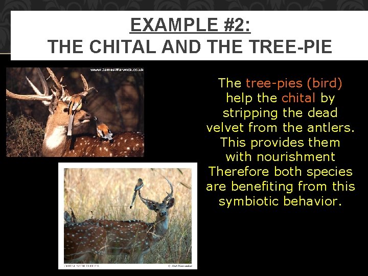 SYMBIOSIS Living Together USE THIS POWERPOINT TO COMEPLETE