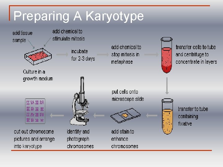 KARYOTYPING AND NONDISJUNCTION Please take out your Gizmo