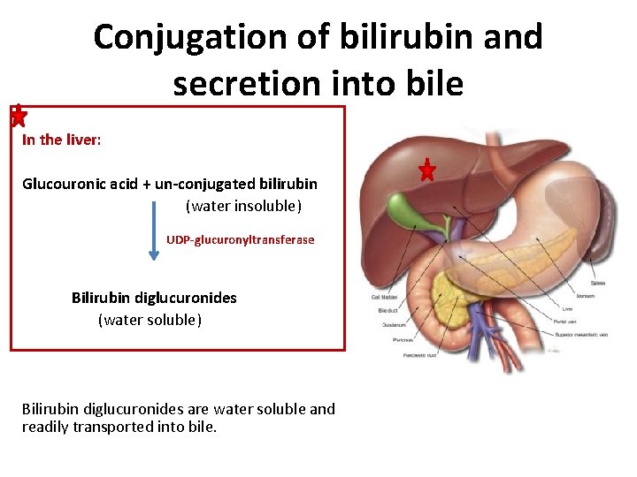 Liver Function Tests LFTs Measurement of Serum Bilirubin