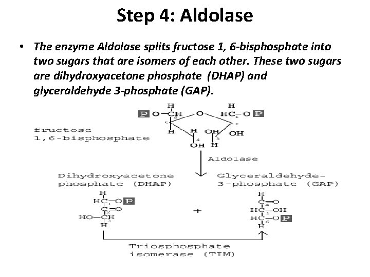 GLYCOLYSIS Prepared by GOPINATH DASH lecturer in botany