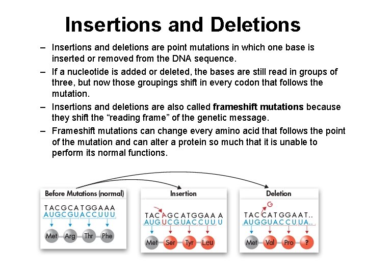 13 3 Mutations The sequence of bases in