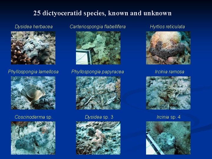 Spatial variability in community structure of Dictyoceratid sponges