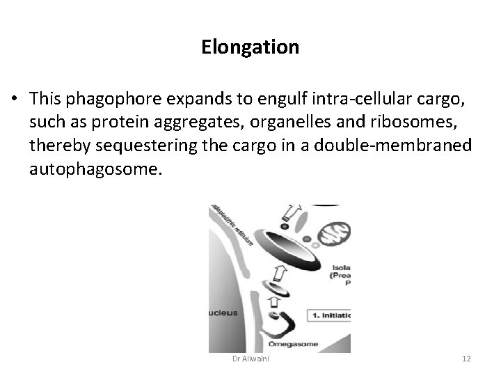 Autophagy Part 1 Dr Aliwaini 1 Autophagy Introduction