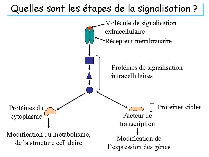 La Signalisation intracellulaire Comment les cellules communiquentelles ...