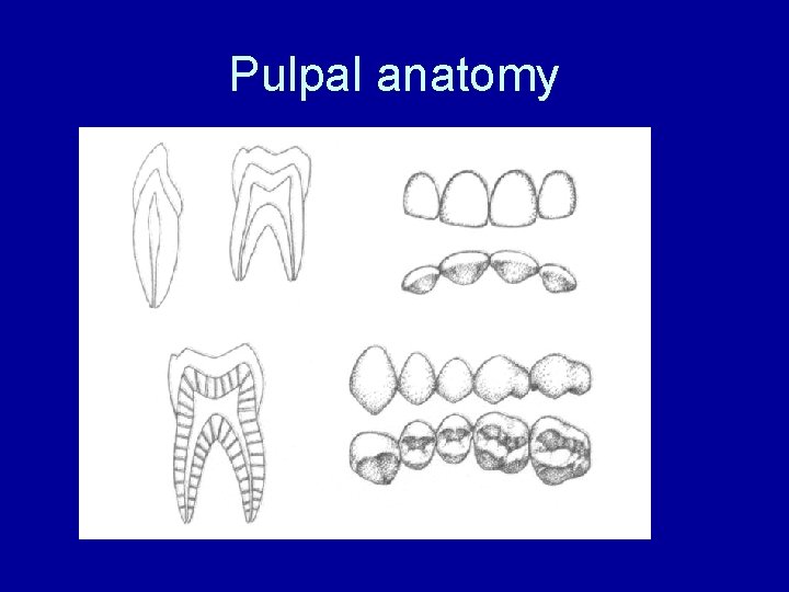 Root Structure and Supporting Tissue Permanent teethroot numbers