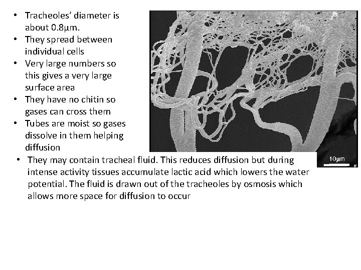 The mechanisms of ventilation and gas exchange in