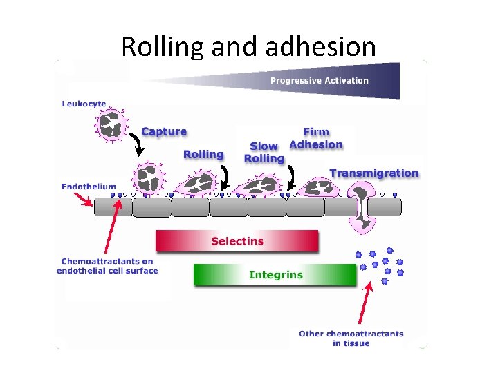 Inflammation lecture 2 Dr Heyam Awad FRCPath Cellular