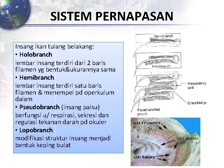 SISTEM PERNAPASAN DAN PEREDARAN DARAH MAS BAYU SYAMSUNARNO