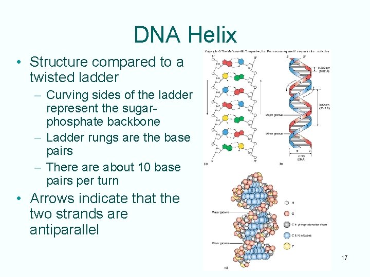 Lecture Power Point to accompany Molecular Biology Fourth