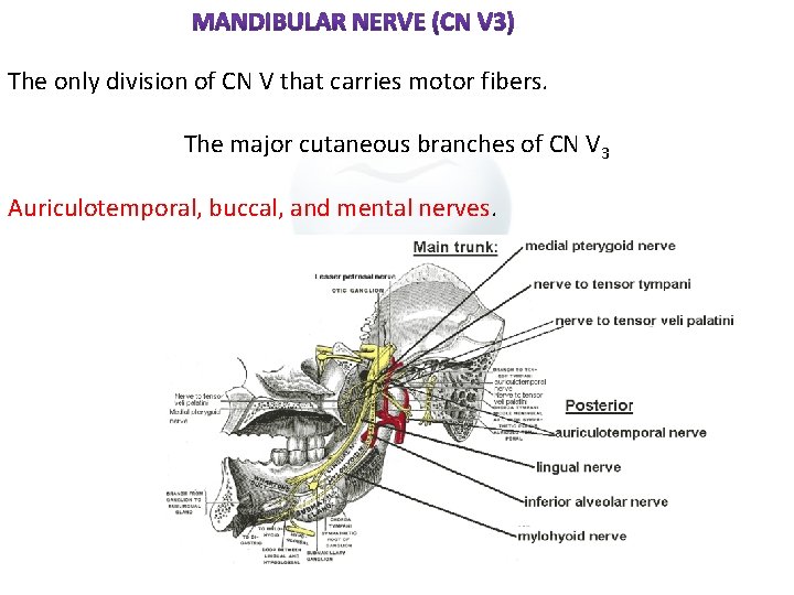 http yeditepedentistryanatomy wordpress com 1 The largest of