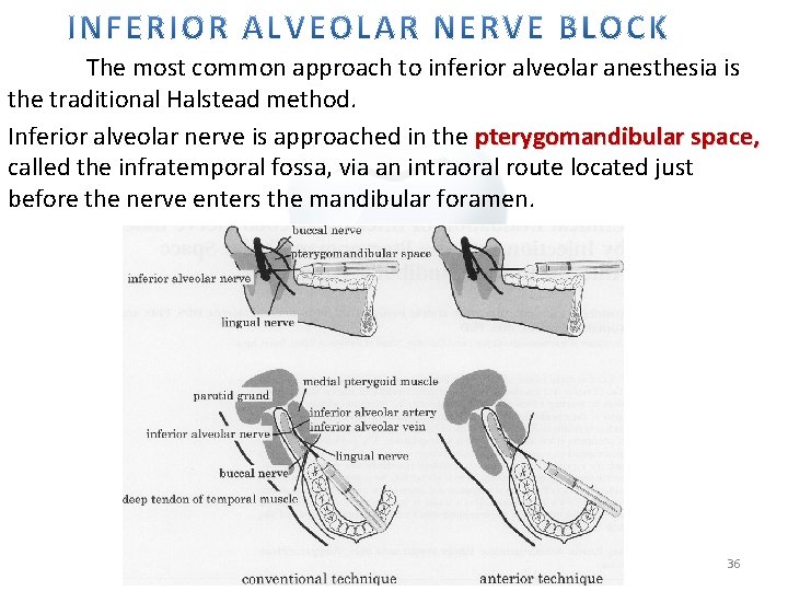 http yeditepedentistryanatomy wordpress com 1 The largest of
