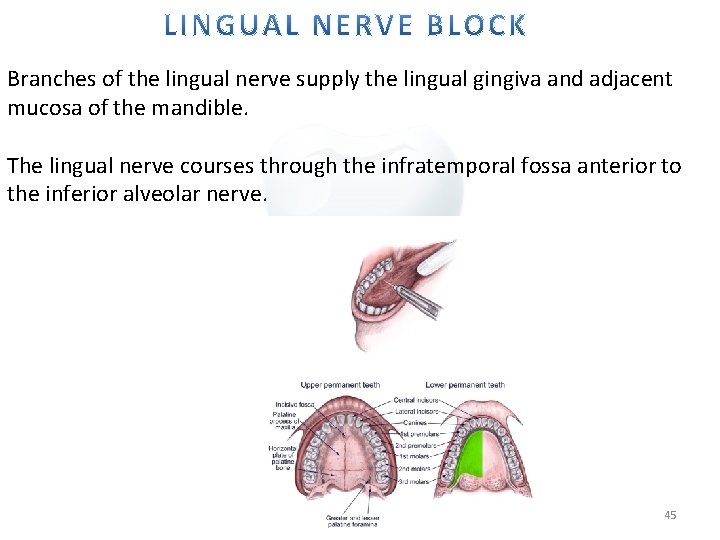 http yeditepedentistryanatomy wordpress com 1 The largest of