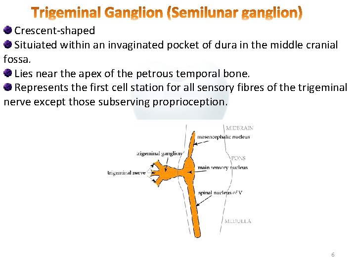 http yeditepedentistryanatomy wordpress com 1 The largest of