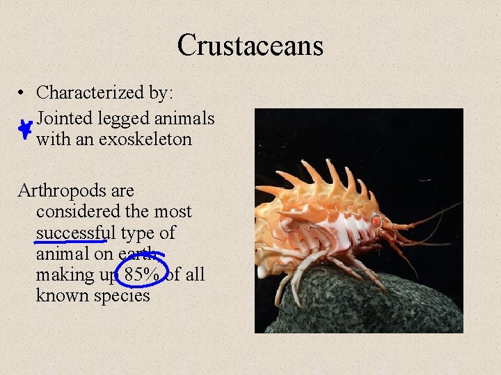 Bellwork 12022013 1 The tube feet of echinoderms